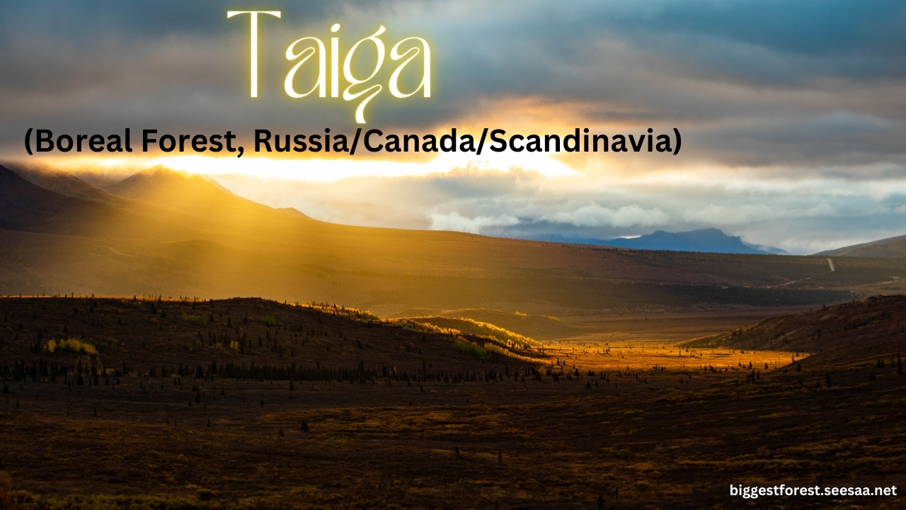 Taiga (Boreal Forest, Russia/Canada/Scandinavia): Exploring Earth's ...