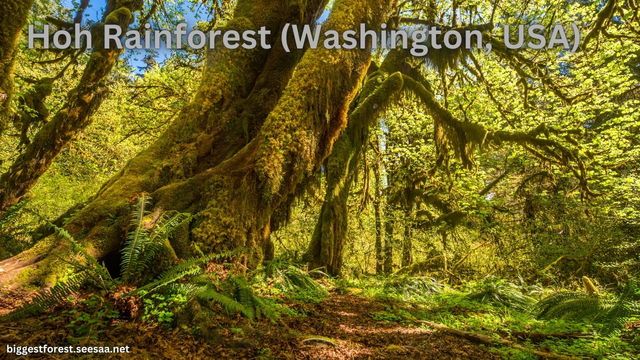 Hoh Rainforest (Washington, USA) : Exploring Earth's Largest Forest